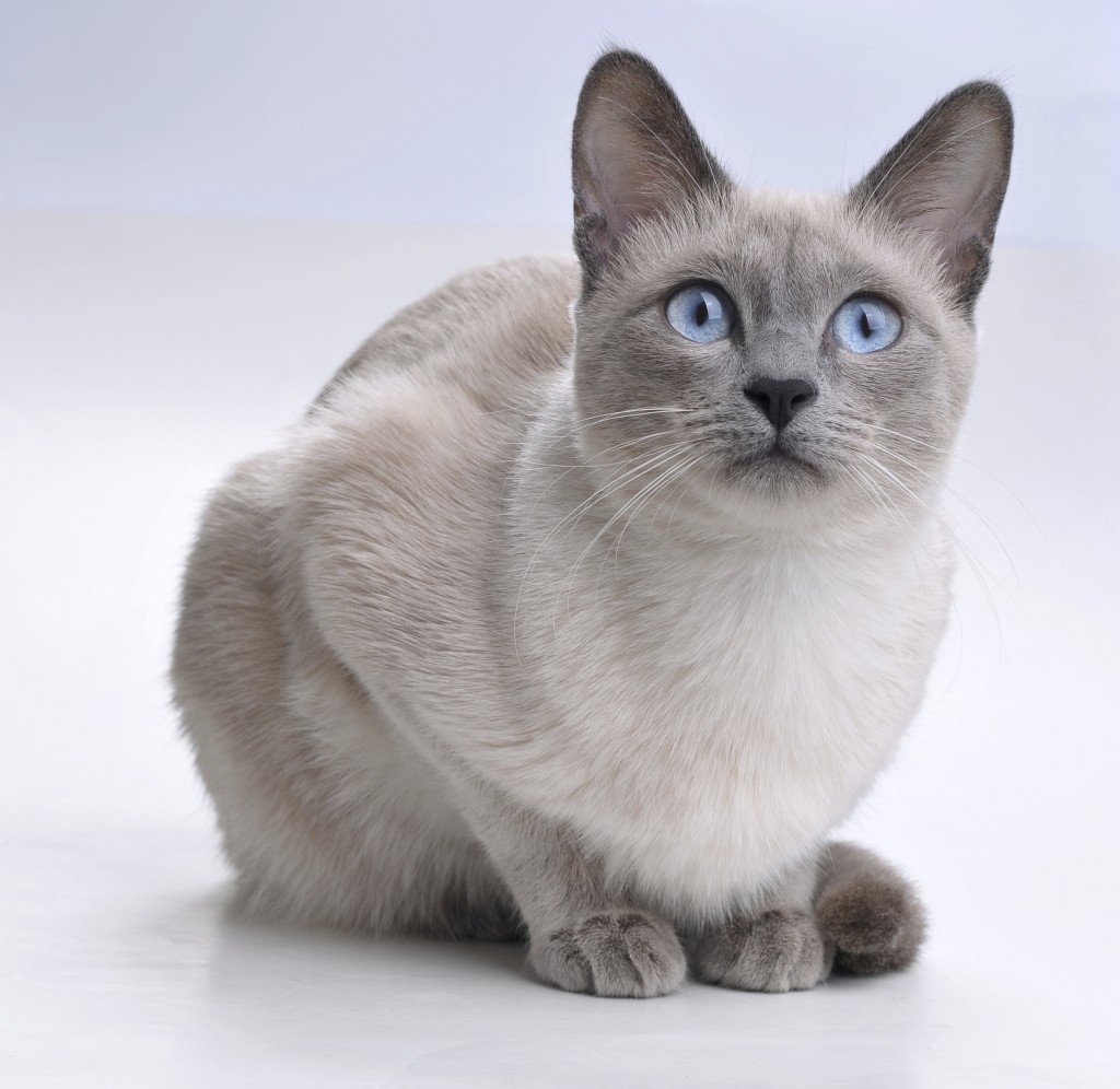 The Foreign Feline of President Hayes: First Siamese Cat in the U.S ...